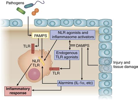 The Inflammatory Response Clinical Tree