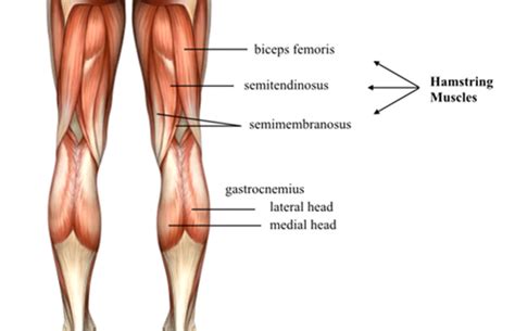 What Is Proximal Hamstring Tendinopathy Proximal Hamstring Tendinopathy