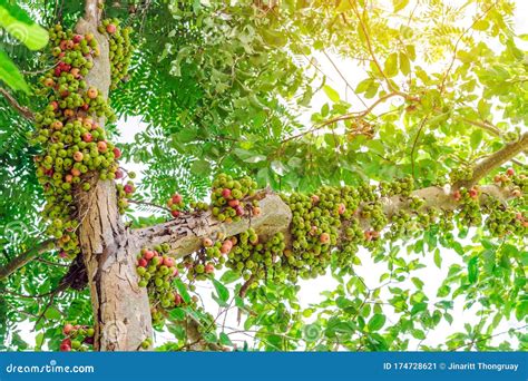 Common Fig Ficus Carica Green And Red Fruits On Ficus Subpisocarpa Tree