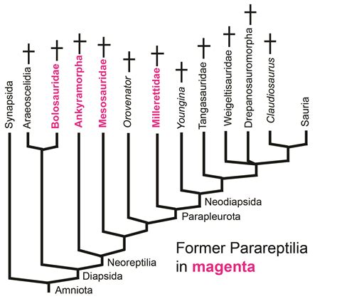 Clade Polyphyletic