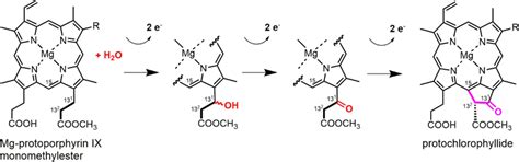 Proposed Reaction Intermediates Of Bche Catalysis The Synthesis Of The
