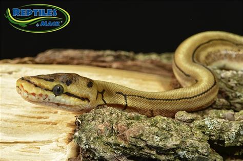 Ball Python Care Sheet Reptiles By Mack