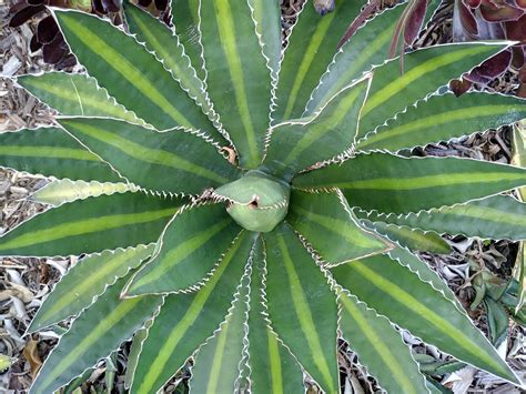 Fotos gratis al aire libre flor botánica áloe agave planta floreciendo aloe vera Planta