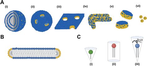 Lipid Bicelle Concept And Molecular Building Blocks A Schematic