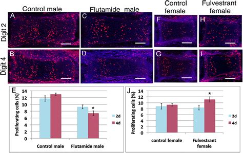 Developmental Basis Of Sexually Dimorphic Digit Ratios Pnas
