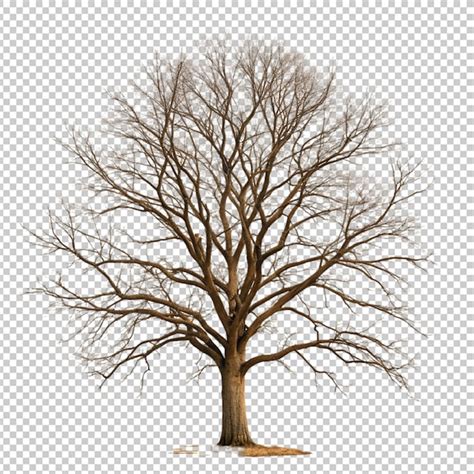 Bare Tree On Transparent Background Premium AI Generated PSD