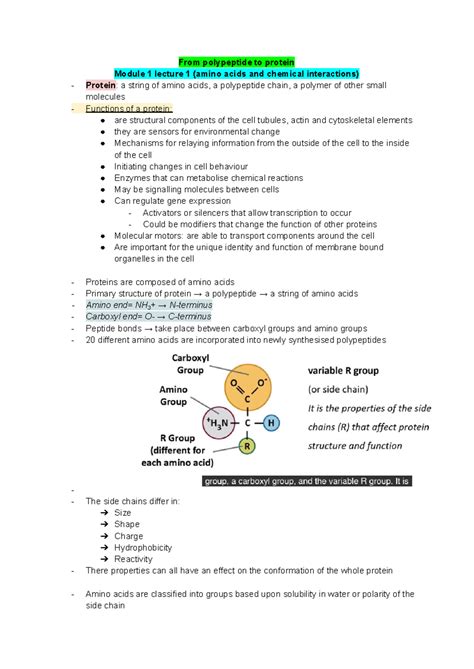 Bio 2b03 Module Notes From Polypeptide To Protein Module 1 Lecture 1