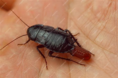 Premium Photo Red Pregnant Cockroach With An Egg On A Human Hand