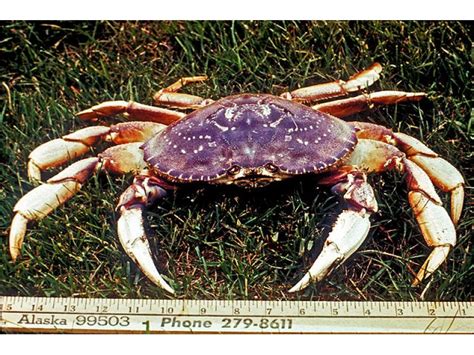 Officials Dont Eat Locally Caught Crabs Toxic Algae To Blame