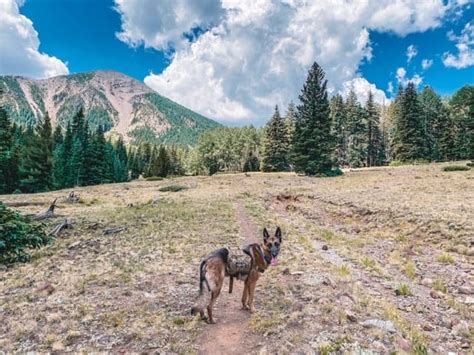 Hike The Lockett Meadow Inner Basin Trail In Flagstaff AZ Karabou