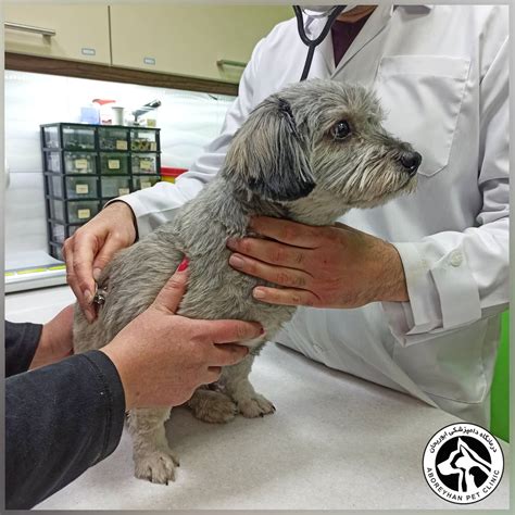 ‎بیمارستان دامپزشکی ابوریحان شبانه روزی‎ ‎جسی رو داریم بببنید چقد با