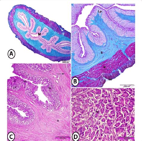 Histological Structure Of The Fundic Region 2a The Mucosa M Was