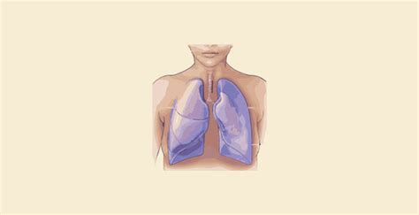 Atelectasis Vs Pneumothorax Empowering The Differences Knya