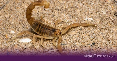Centruroides Noxius El Alacrán Más Letal De México Y Dónde Habita