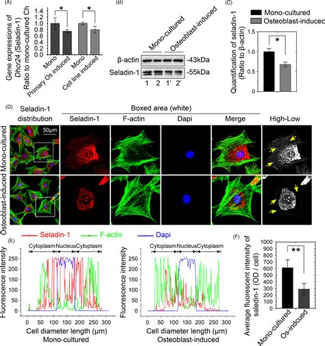 Cell Proliferation Cell Biology Journal Wiley Online Library