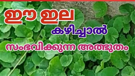 ഈ ഇലയുടെ അത്ഭുത രഹസ്യം അറിയാതെ പോയാൽ നഷ്ടം Youtube