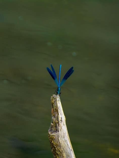 Premium Photo Close Up Of Grasshopper On Water