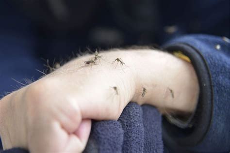 Las 5 especies de mosquito más peligrosas del mundo grave riesgo para