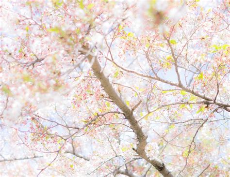 有关户外 Prunus Serrulata 令人平静的形象 令人惊叹的美景 优美的风景 和平的环境 四季之美 地平線 天性