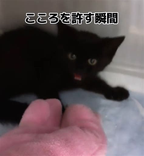 小黑貓被烏鴉攻擊！見救援者仍驚魂未定 氣噗噗不給靠近 Beanfun