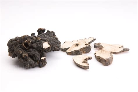 Polyporus Mycomedica Vital Mushrooms