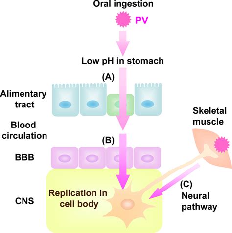 Polio Transmission