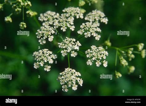 Queen Anne S Lace Daucus Carota Stock Photo Alamy