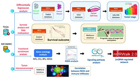 The Workflow And Study Design Of The Analysis Steps TCGA The Cancer