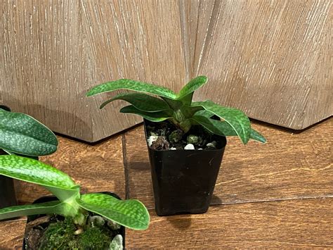 Paph Quintals Mini Stone Thaianum X Stone Lovely 2” Pot