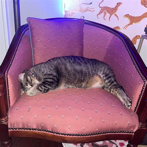 Standard Issue Meteorologist R Standardissuecat