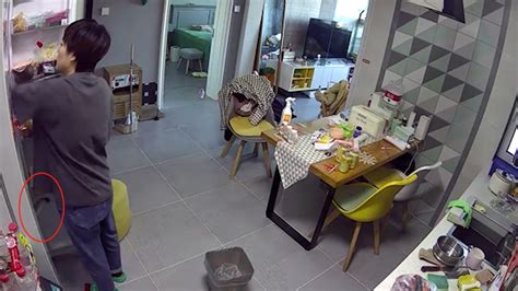 猫咪趁主人放东西时，跑进冰箱玩耍被误关关键帧澎湃新闻 The Paper