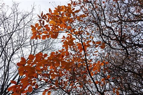 가 잎과 Cotinus Coggygria의 지점 0명에 대한 스톡 사진 및 기타 이미지 0명 11월 가을 Istock