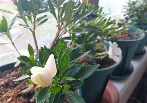 扦插栀子花，老是黑杆烂？教你1个简单的方法，100成活 搜狐大视野 搜狐新闻