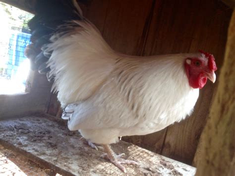 Sussex Bantam For Sale Chickens Breed Information Omlet