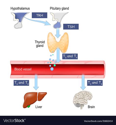 Thyroid Hormones Regulation Vital Functions Vector Image