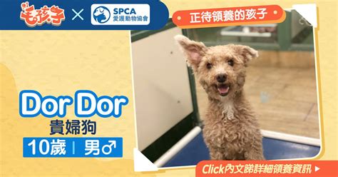 【領養貓狗消息】《愛護動物協會》2月23日：貴婦狗dor Dor