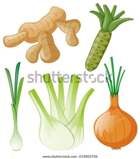 Different Types Root Vegetables On White Stock Vector Royalty Free