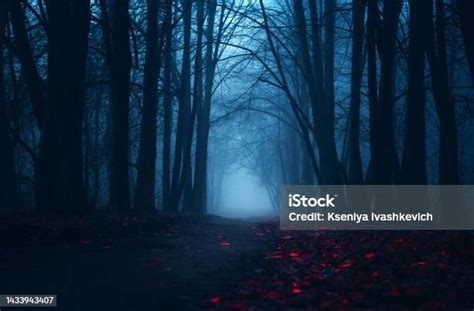 신비한 길 요정 신비한 숲 신비로운 분위기 초자연적 인 다른 세계 안개 속의 낯선 숲 어두운 나무 배경 배경 화면 안개 속에서 무서운 숲 나무 끔찍한 꿈 0명에 대한 스톡