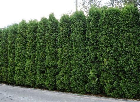 Туя Колумна купить саженцы почтой по низкой цене в интернет магазине при питомнике Крымский