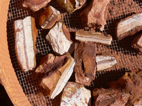 The Dinosaur Hunter Ted Fellow Nizar Ibrahim Searches For Lost Worlds Ted Blog