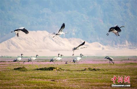大批候鸟飞抵中国最大淡水湖鄱阳湖湿地越冬 中国经济网国家经济门户