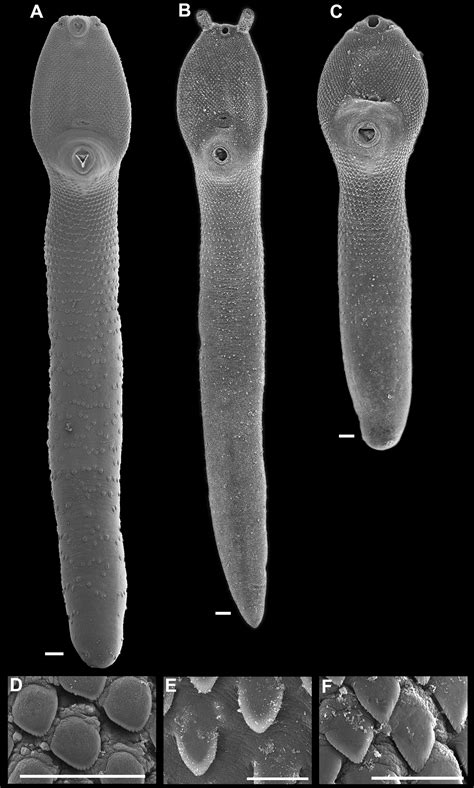 Molecular Data Reveal A New Species Of Rhopalias Stiles And Hassall 1898
