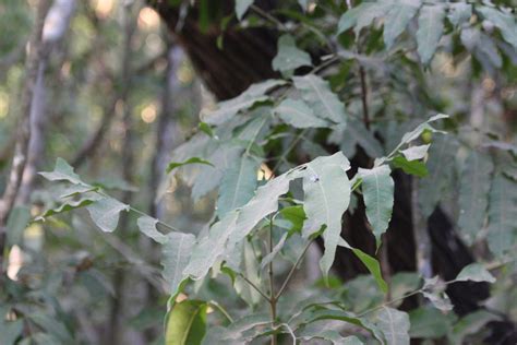 Dicots From Darwin Nt Australia On August 19 2023 At 09 41 Am By Michael Cincotta · Inaturalist
