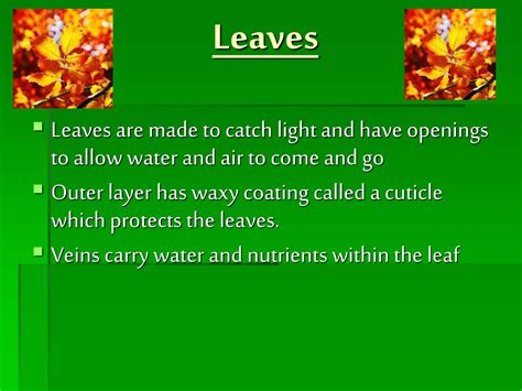 Plant Structure And Function Powerpoint PPT Gardening Home Garden