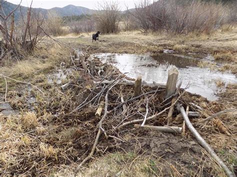 How To Build A Beaver Analog Dam At Manda May Blog