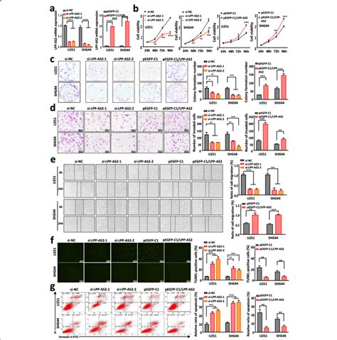 Lpp As2 Promotes Glioblastoma Progression In Vitro A Relative