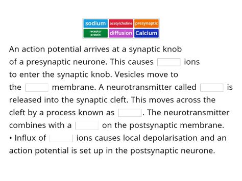 How Impulse Transmitted Across A Cholinergic Synapse Complete The