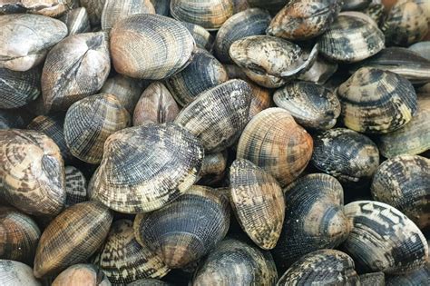 Paralytic Shellfish Poisoning Causes Symptoms And Public Health