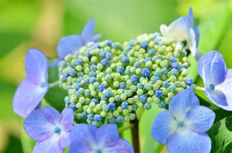 The Most Popular Types Of Hydrangea To Grow