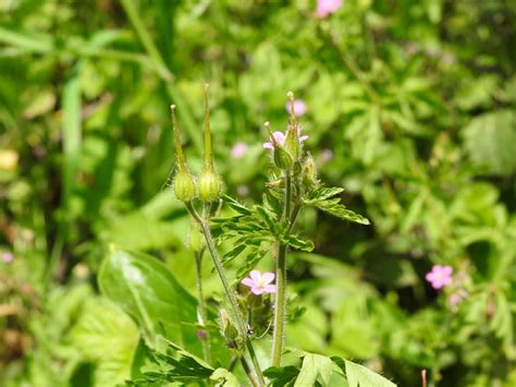 Geranium Robertianum Geraniaceae
